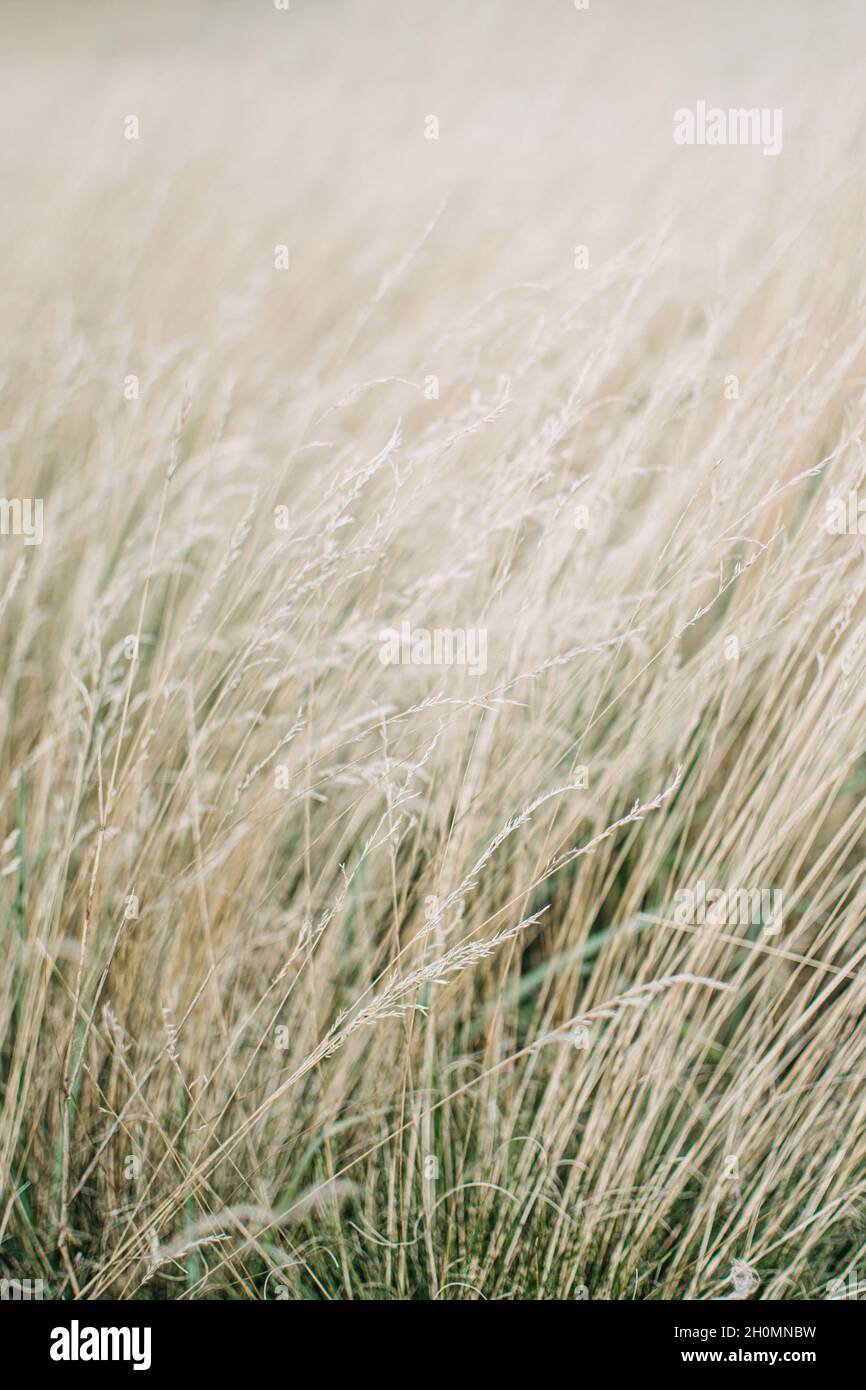 Prairie Grass Texture
