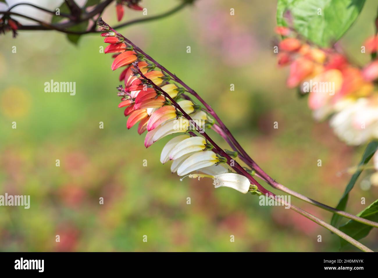 Firecracker vine hi-res stock photography and images - Alamy