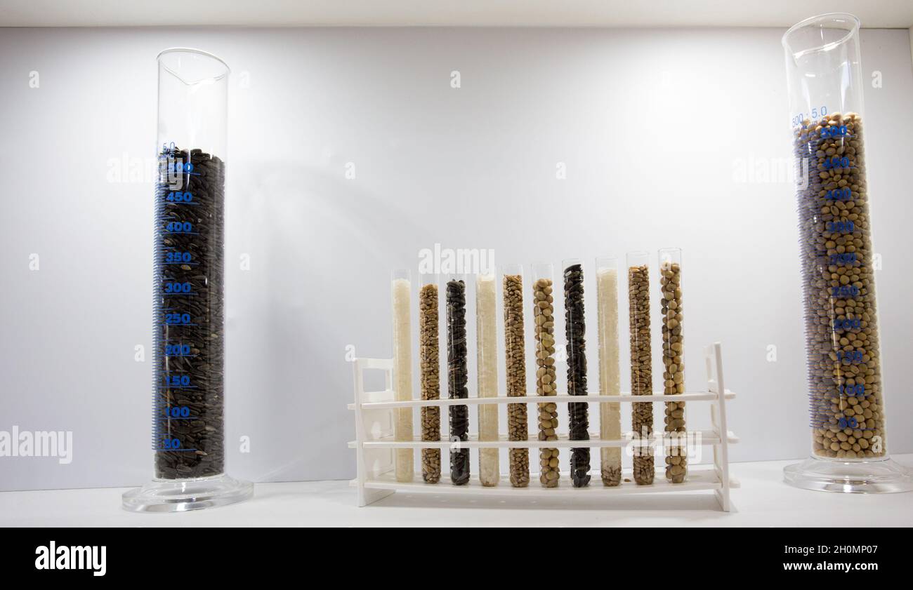 Test tubes with different cereal seeds arranged on stand. Biotechnology ...