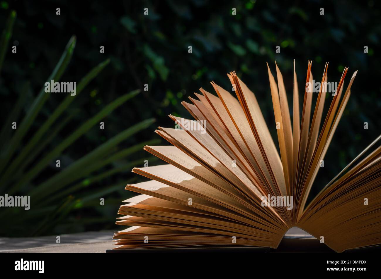 An image of an open book against a green background in the sunlight ...