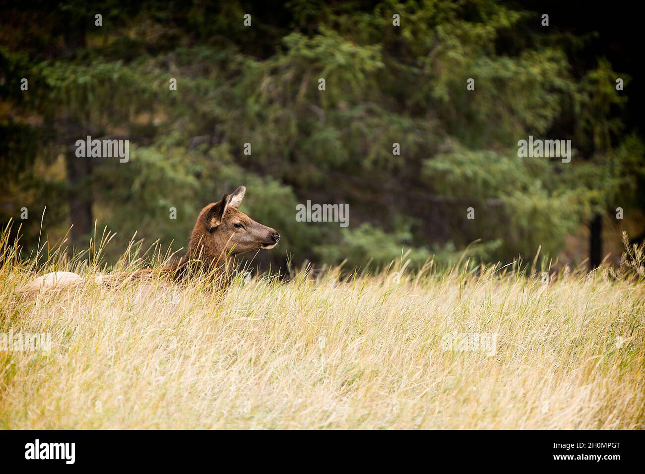 Little deer hi-res stock photography and images - Alamy