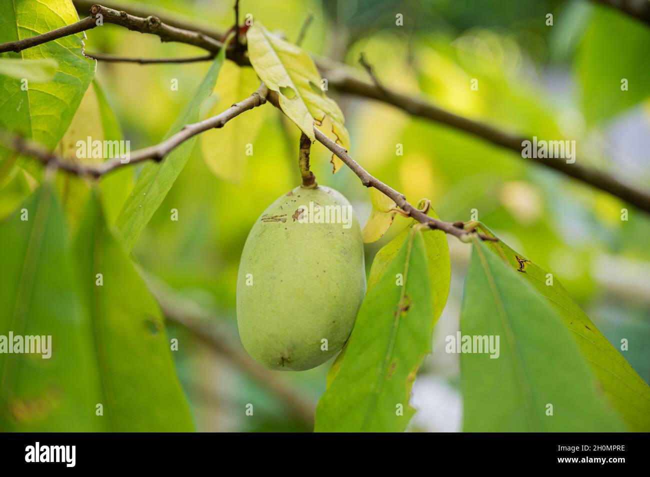 Closeup of delicious asimina fruit growing on a tree Stock Photo - Alamy