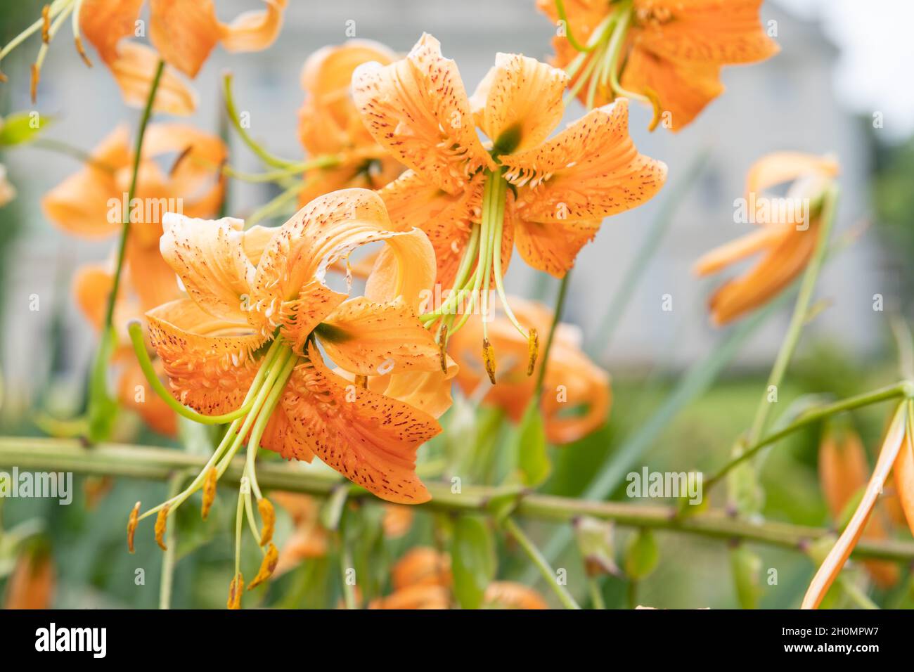 Tiger lily (lilium henryi) flowers in bloom Stock Photo - Alamy