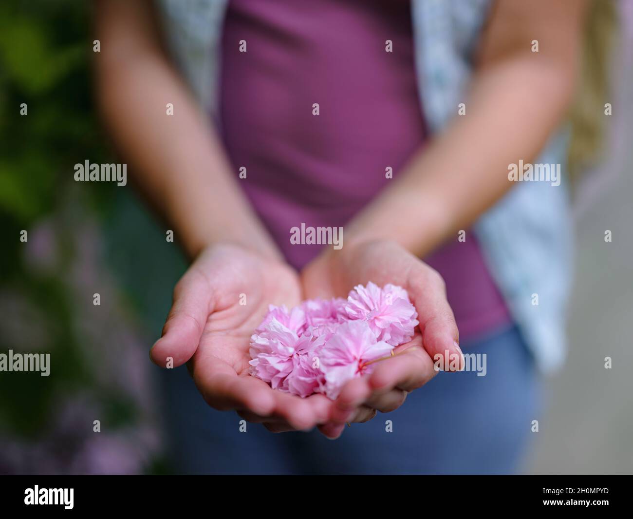 Blooming sakura tree, pink sakura flower in hands of woman, atmosphere ...
