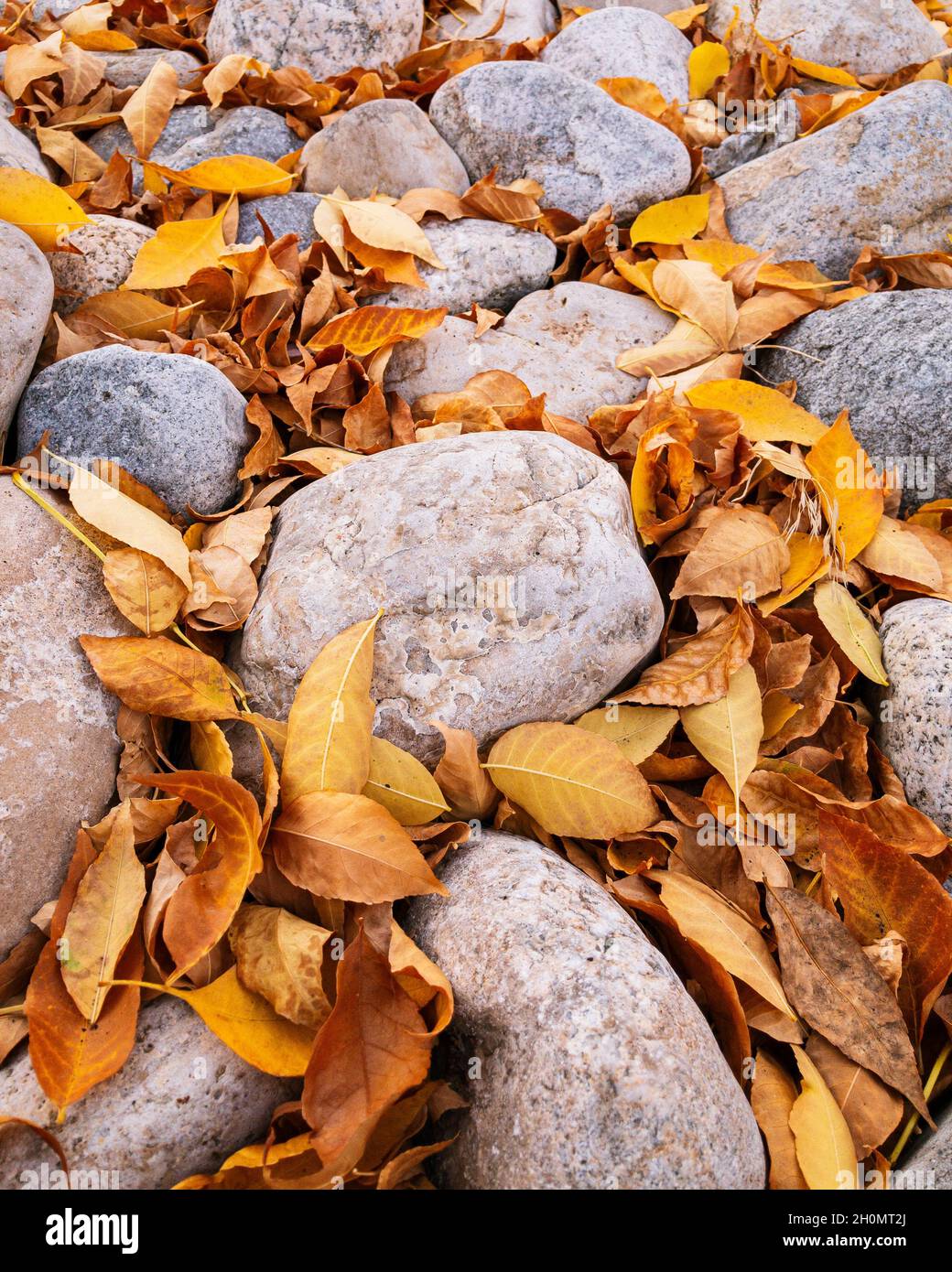Rockleaves hi-res stock photography and images - Alamy
