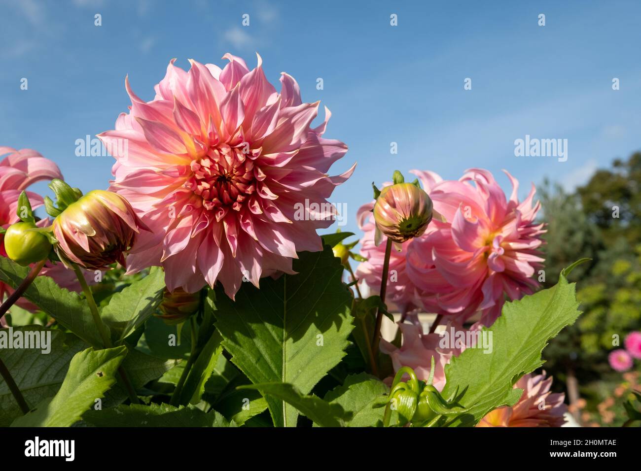 Stunning pink dahlia flowers by the name Penhill Watermelon ...