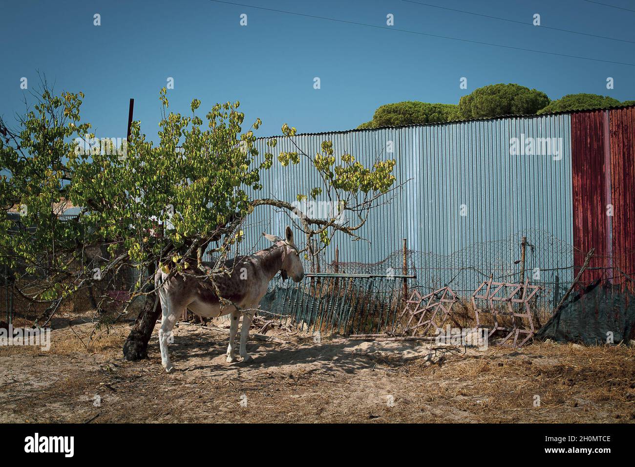 Donkey under tree hi-res stock photography and images - Alamy