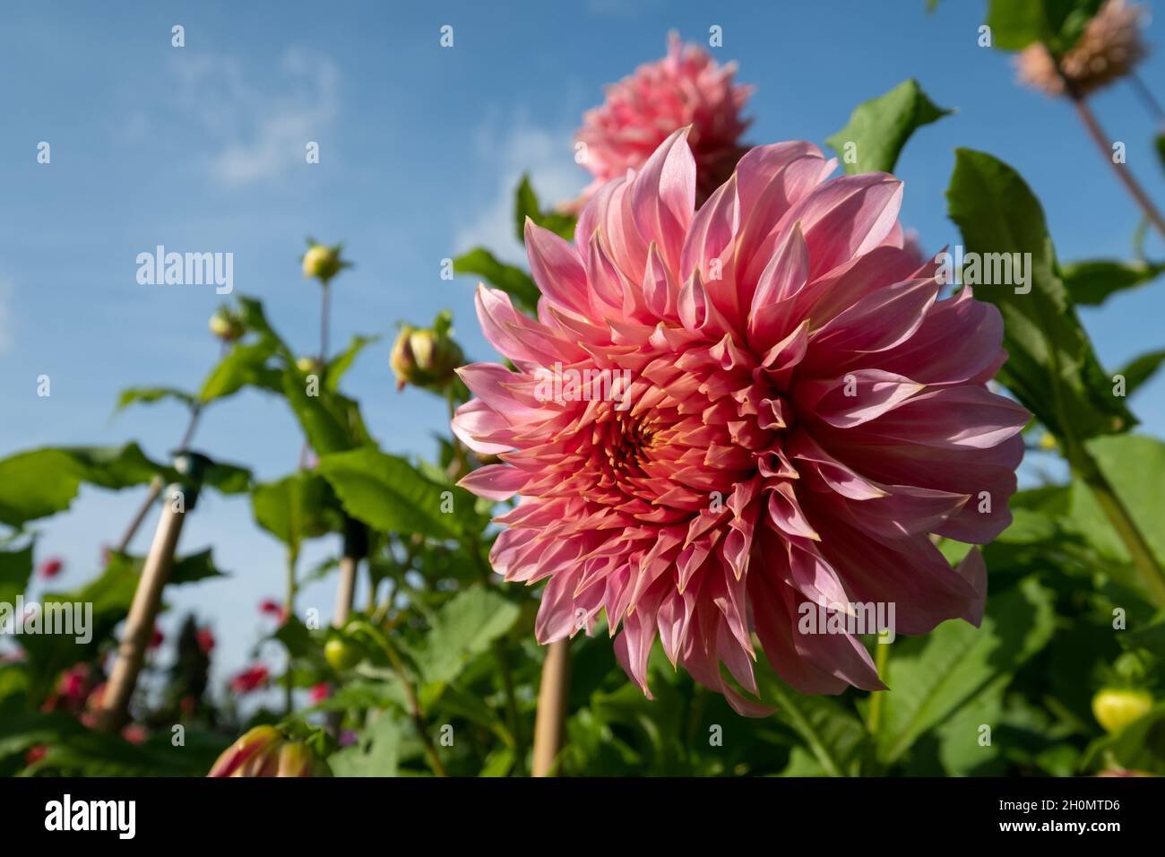 Stunning pink dahlia flowers by the name Penhill Watermelon ...