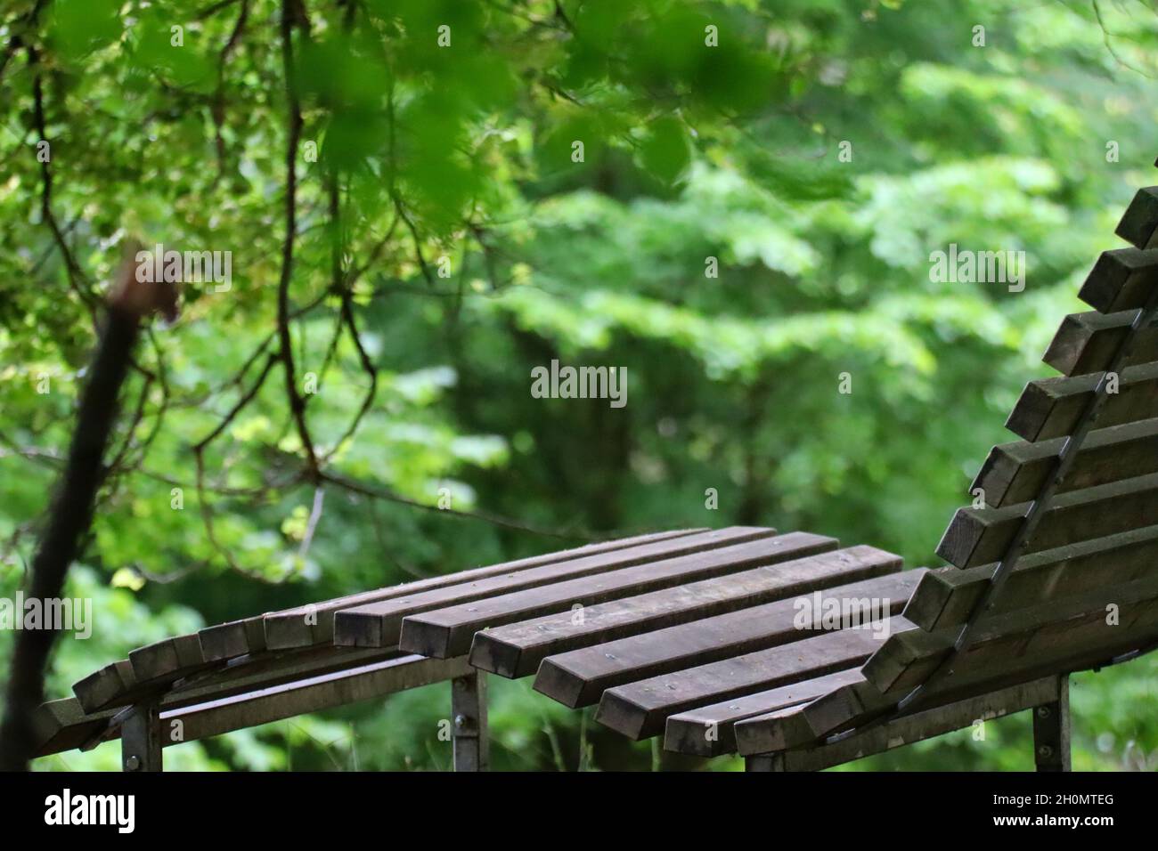 Close up shot of a beautiful wooden park bench in the garden with a ...