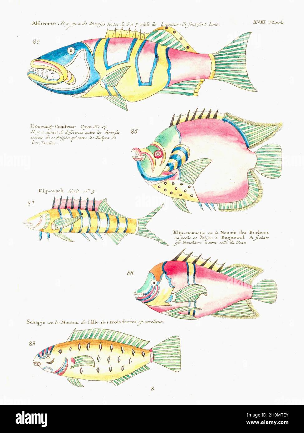 Louis renard hi-res stock photography and images - Alamy