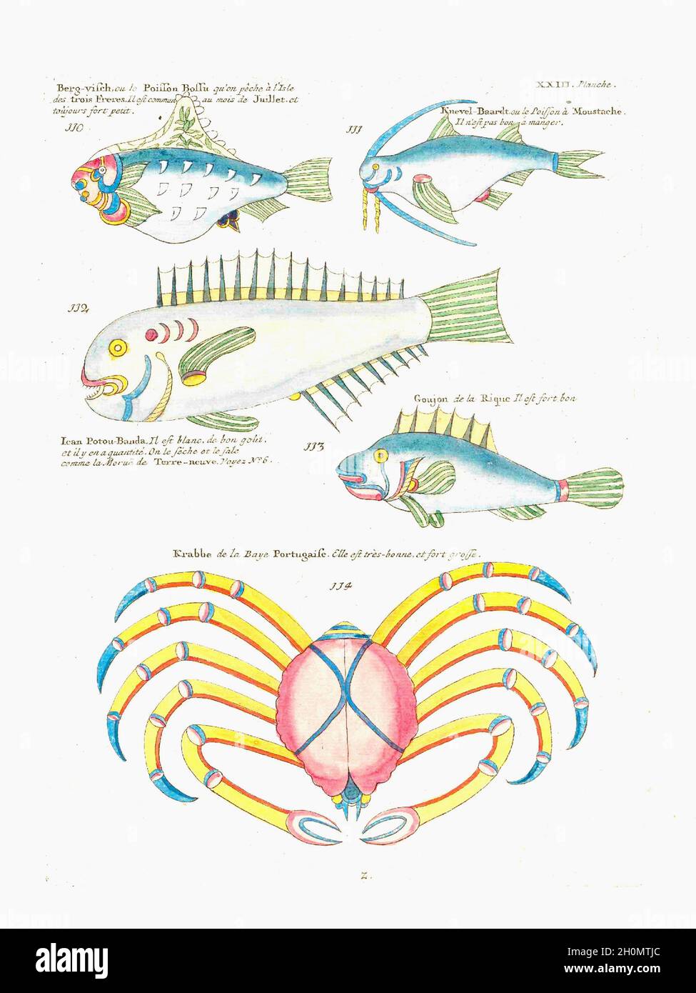 Louis Renard vintage fantasy fish Stock Photo - Alamy