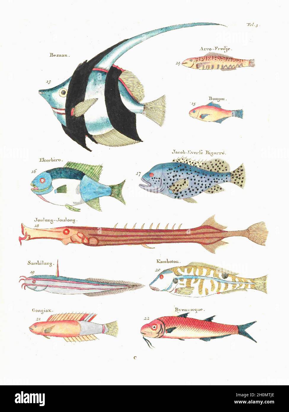 Louis renard fish hi-res stock photography and images - Alamy