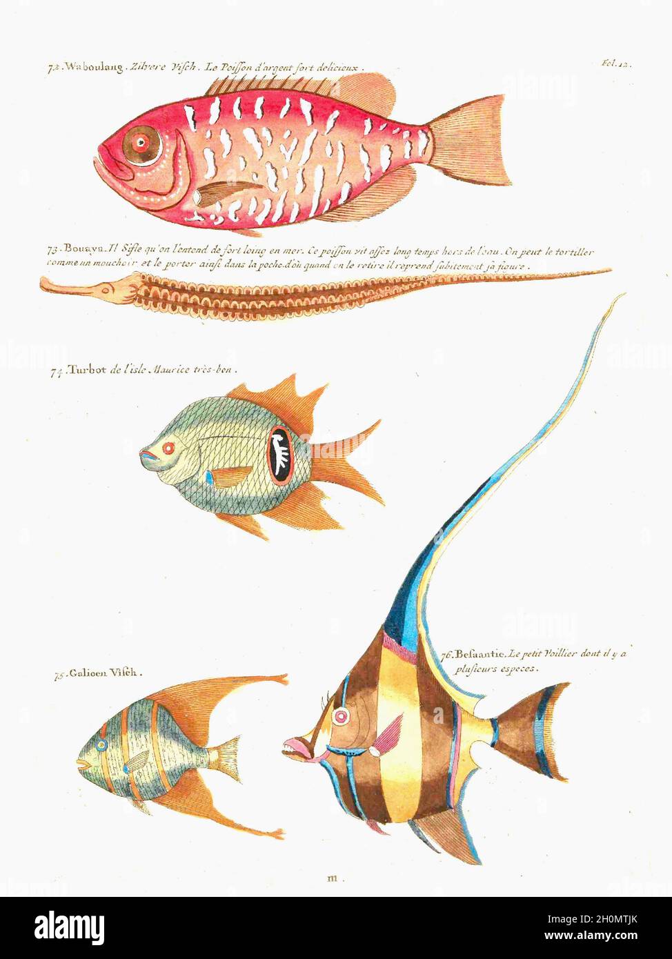 Louis renard hi-res stock photography and images - Alamy