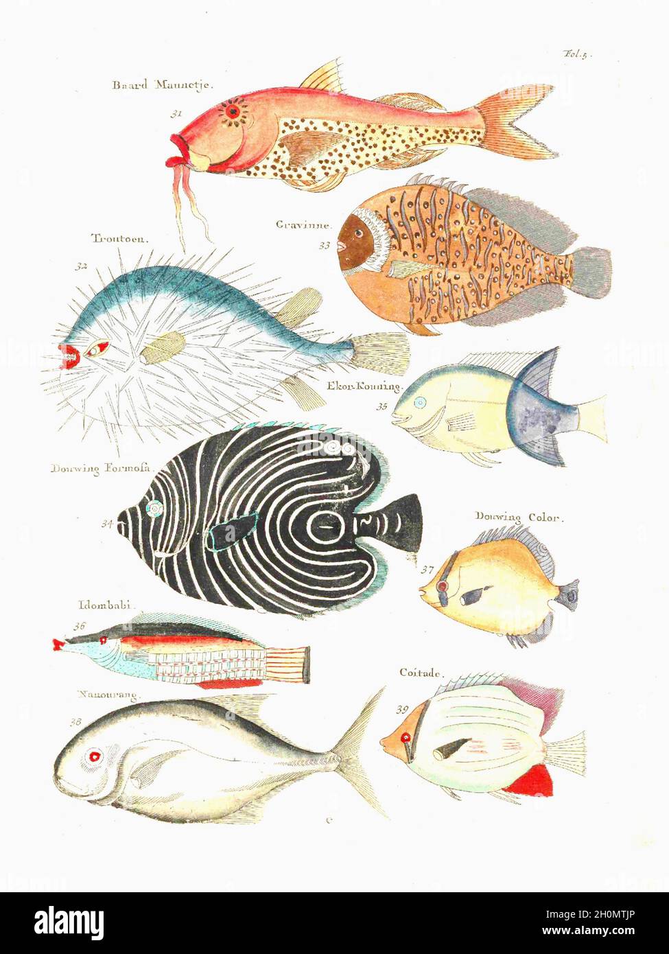 Louis Renard vintage fantasy fish Stock Photo - Alamy