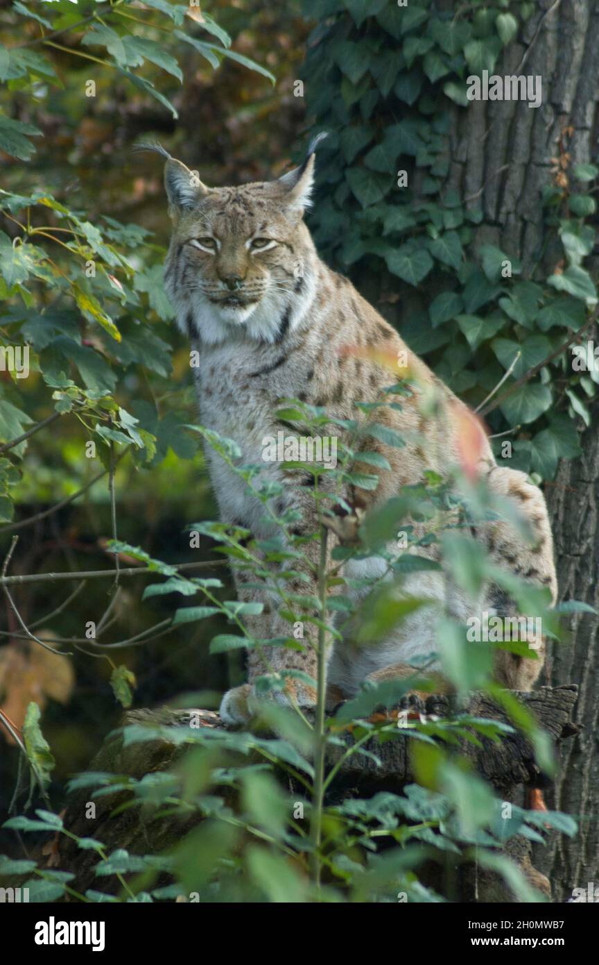 Eurasian lynx (Lynx lynx) on the tree - Medium-sized wild cat was once ...