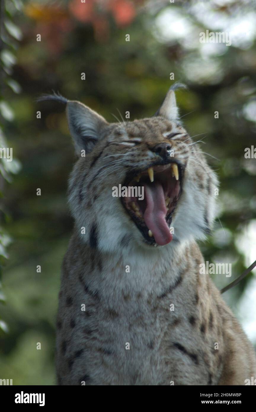 Eurasian lynx (Lynx lynx) on the tree - Medium-sized wild cat was once ...
