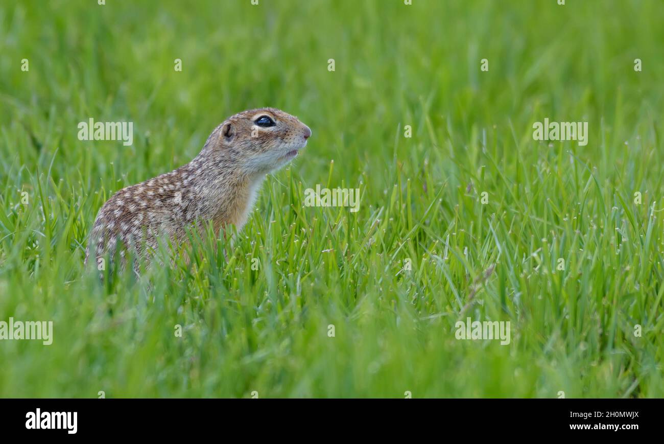 Spotted Ground Squirrel