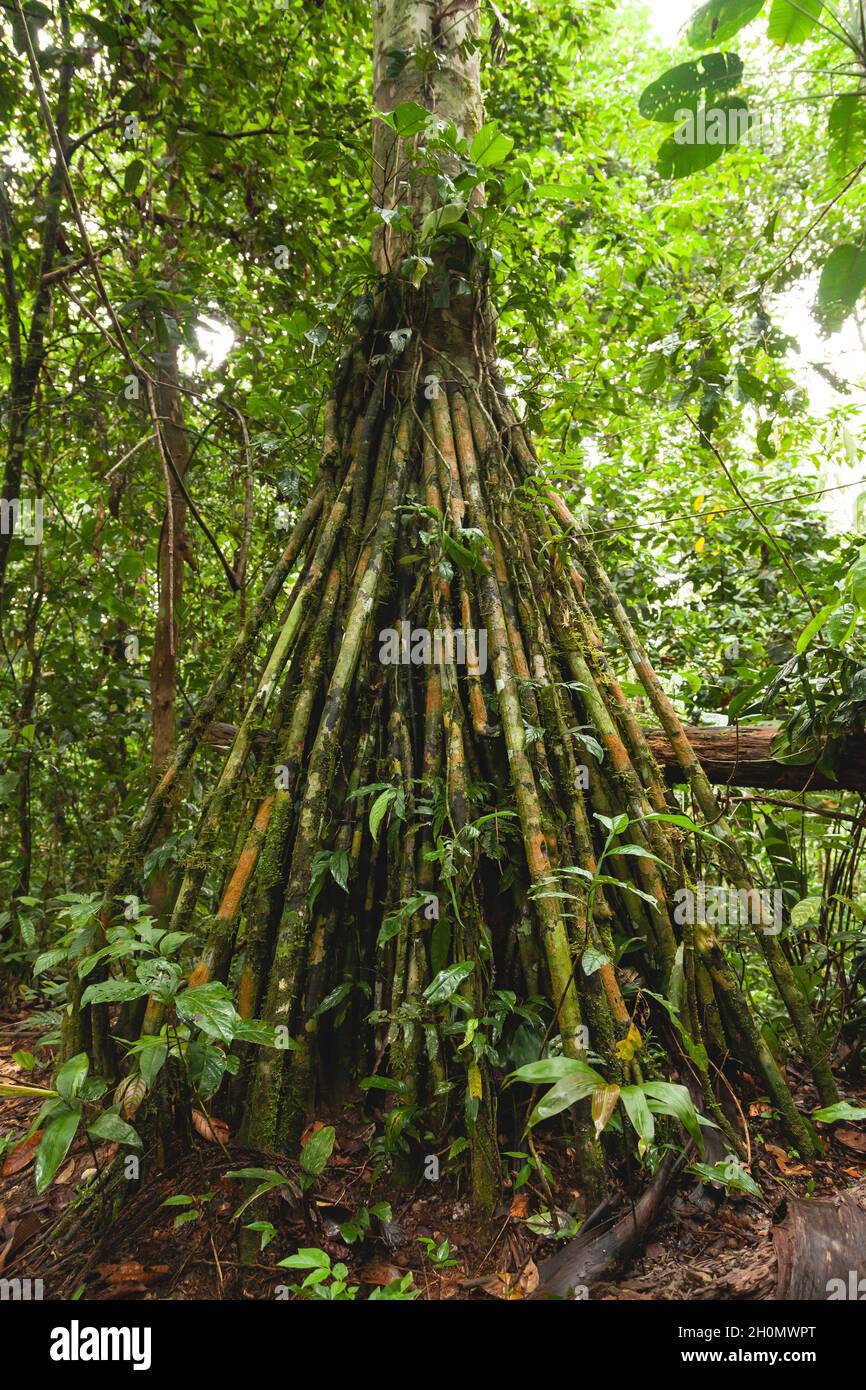 Impressive roots of a specimen of the Socratea exorrhiza or Walking ...