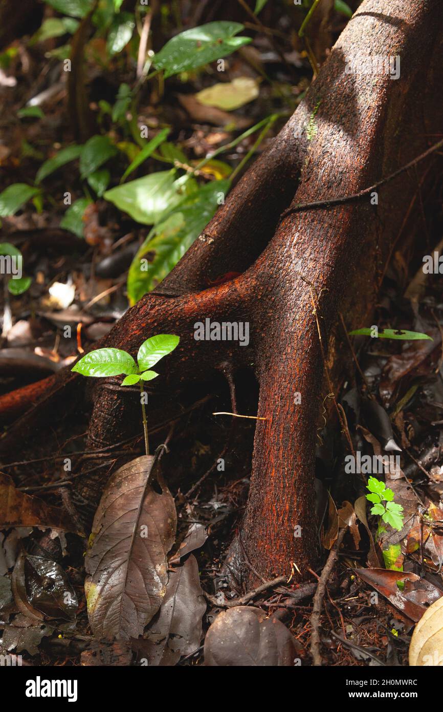 Weak roots hi-res stock photography and images - Alamy