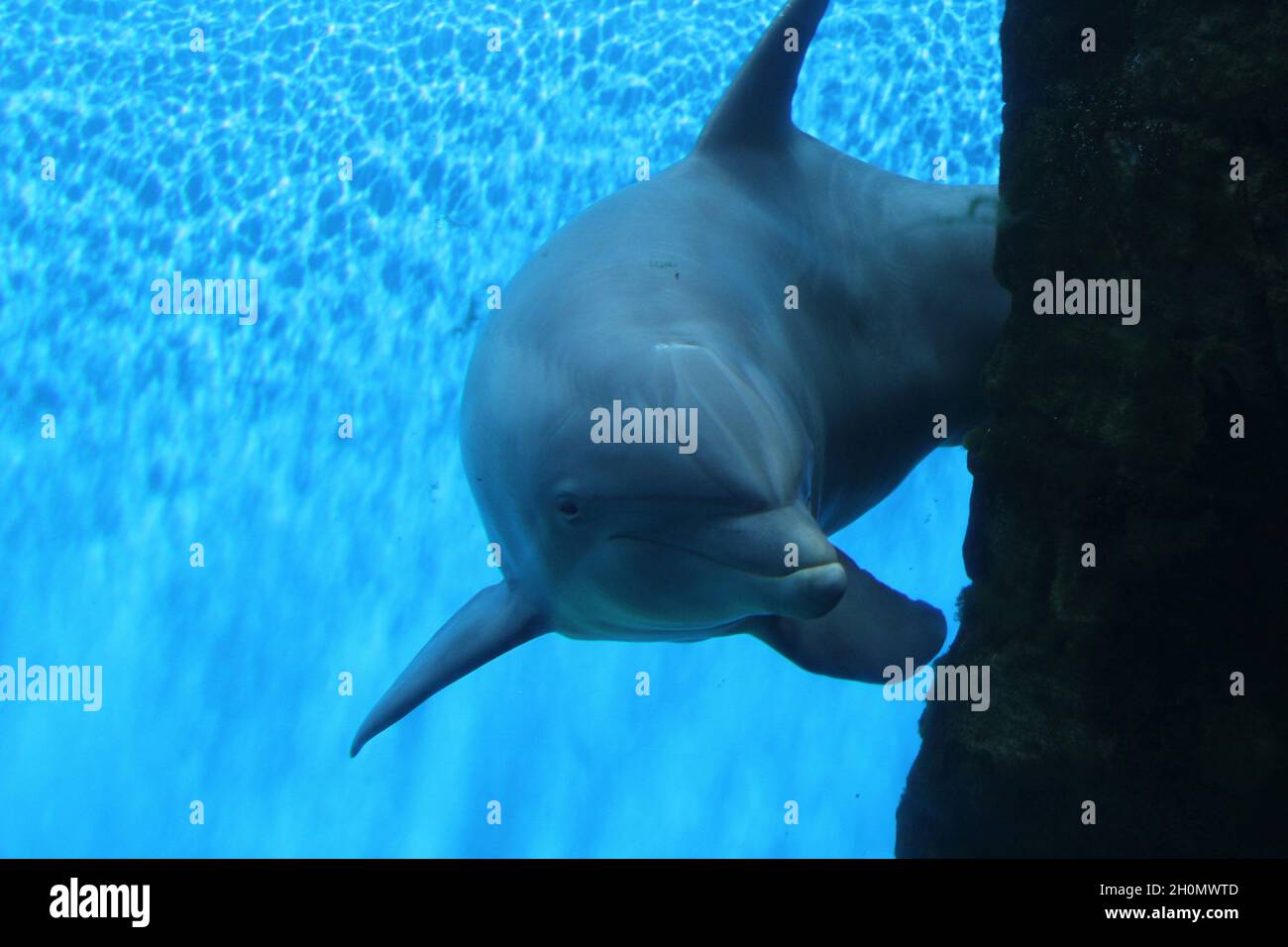 Dolphin eu hi-res stock photography and images - Alamy