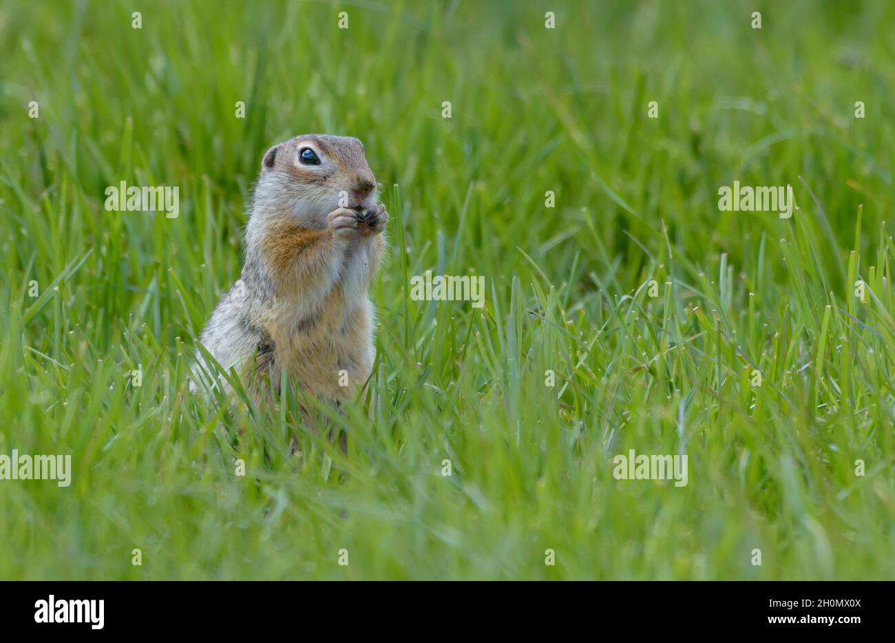 Spotted squirrel hi-res stock photography and images - Alamy