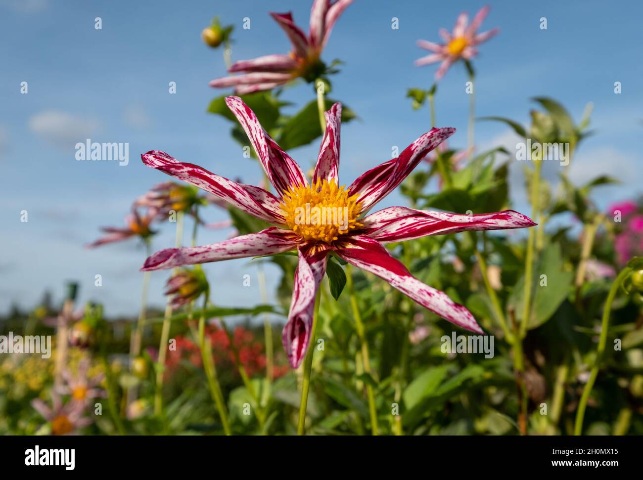Destinys High Resolution Stock Photography and Images - Alamy