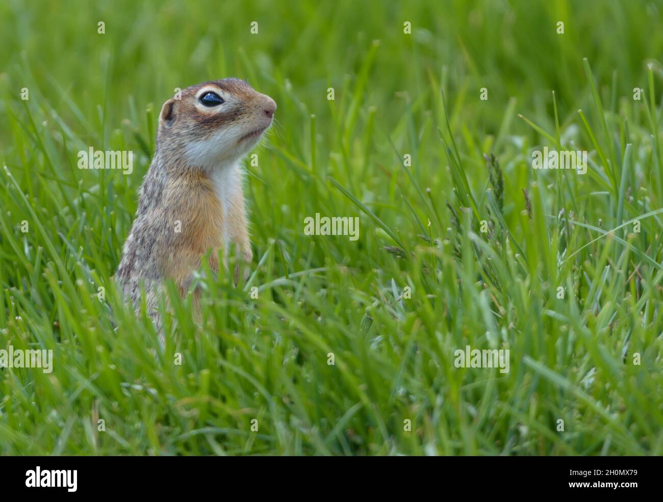 Spotted Ground Squirrel Baby