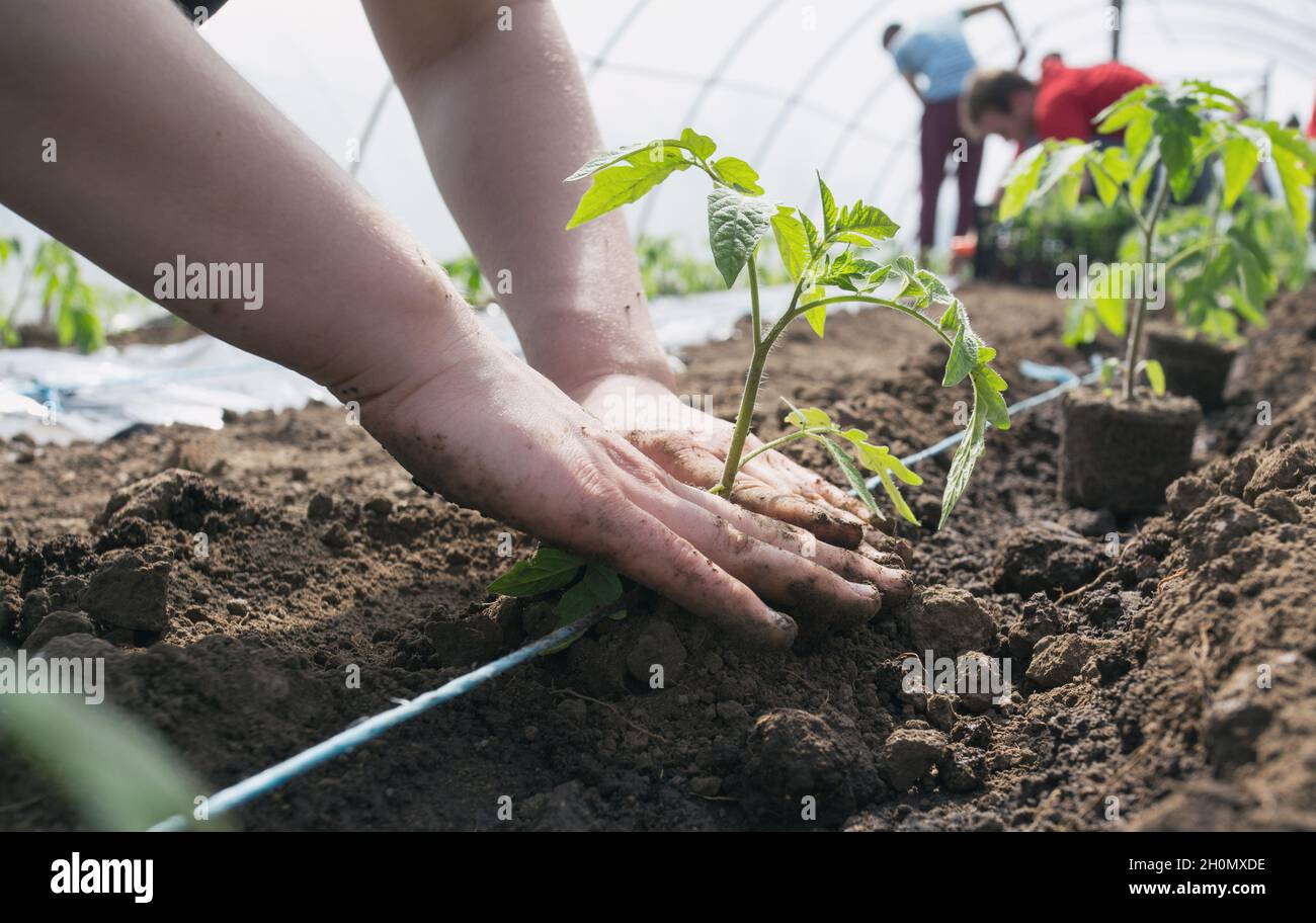Close up of planting tomato seedling in soil in greenhouse Stock Photo ...