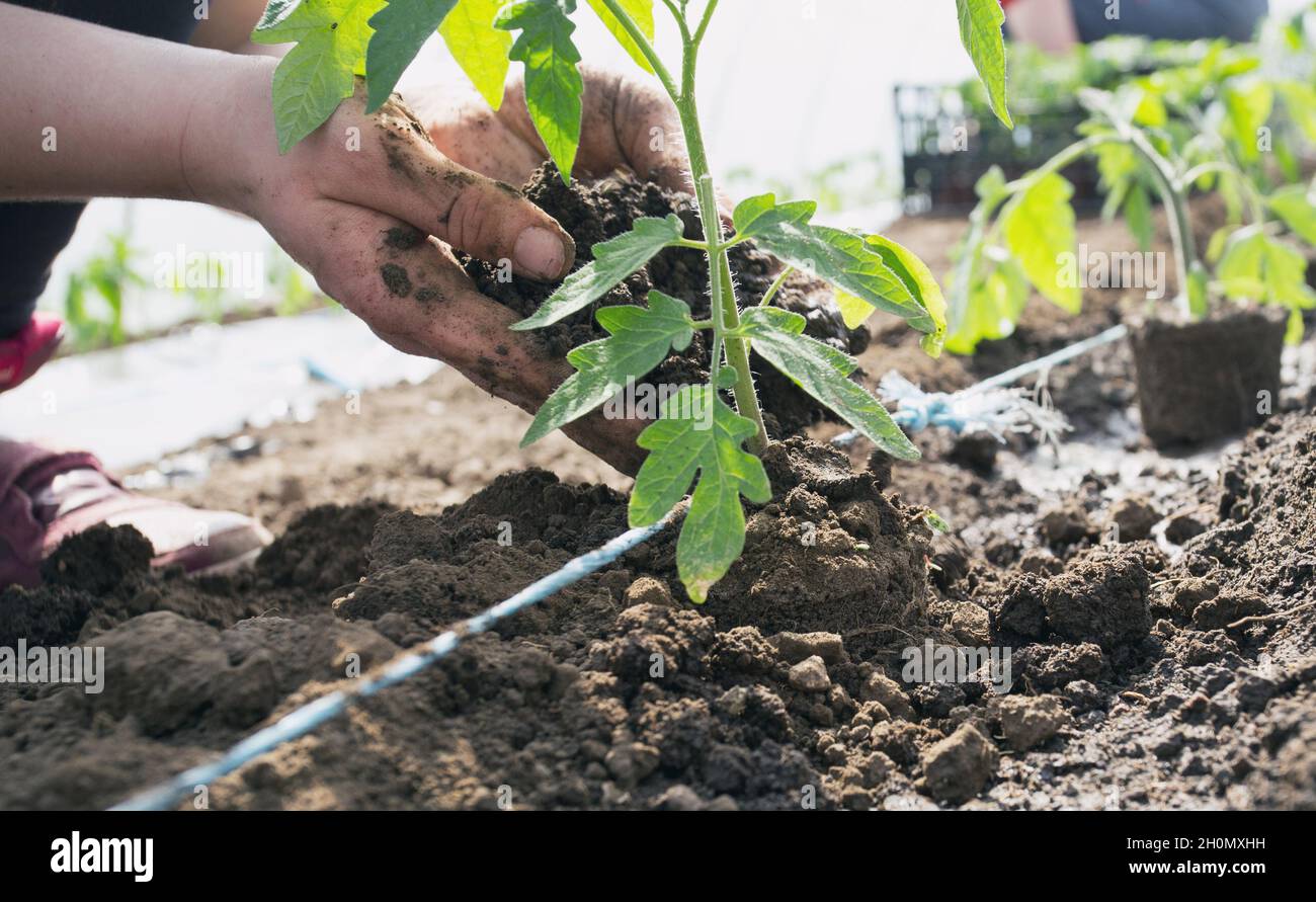 Planting tomato seedling hi-res stock photography and images - Alamy