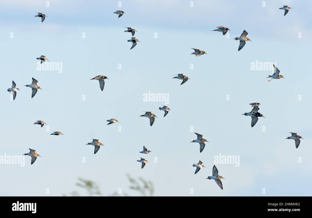 Mixed flock of waders in spring flight - Ruffs, Red-necked Phalaropes ...
