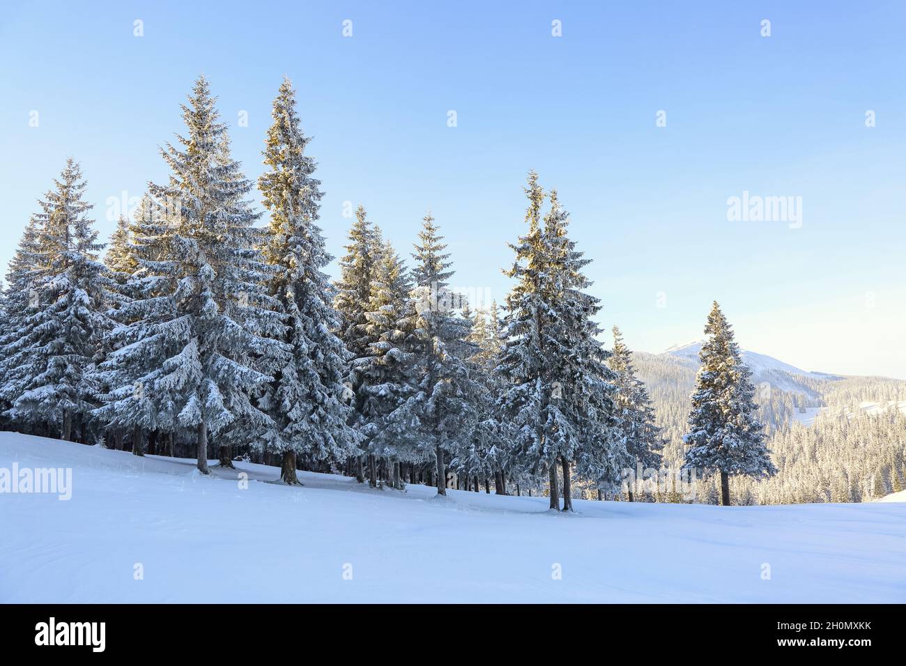 Winter scenery in cold sunny day. Lawn covered with white snow ...