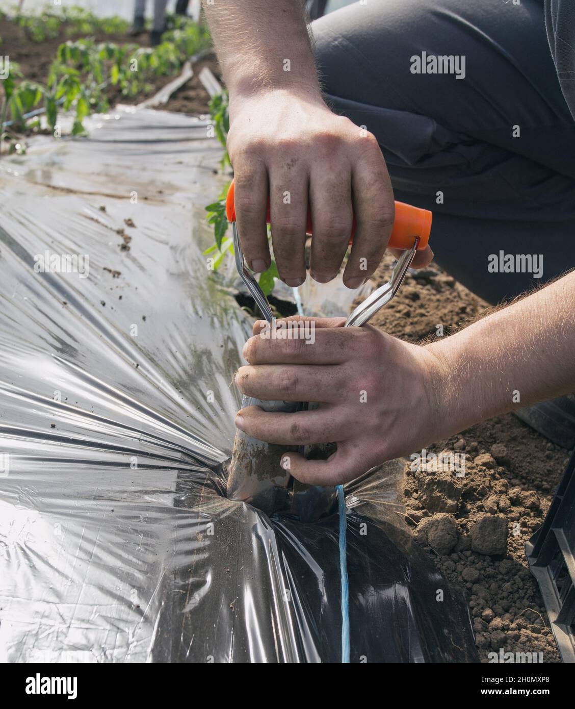 Close up of farmer's hand working with handheld transplanter on foil ...