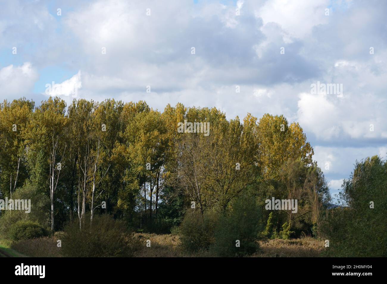 Landscape of high trees and bushes under the cloudy sky Stock Photo - Alamy