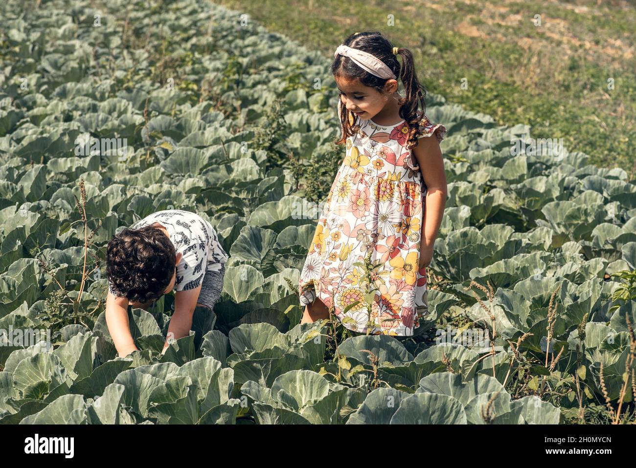 Little girl in a dress and curly boy stand in cabbages field at sunset ...