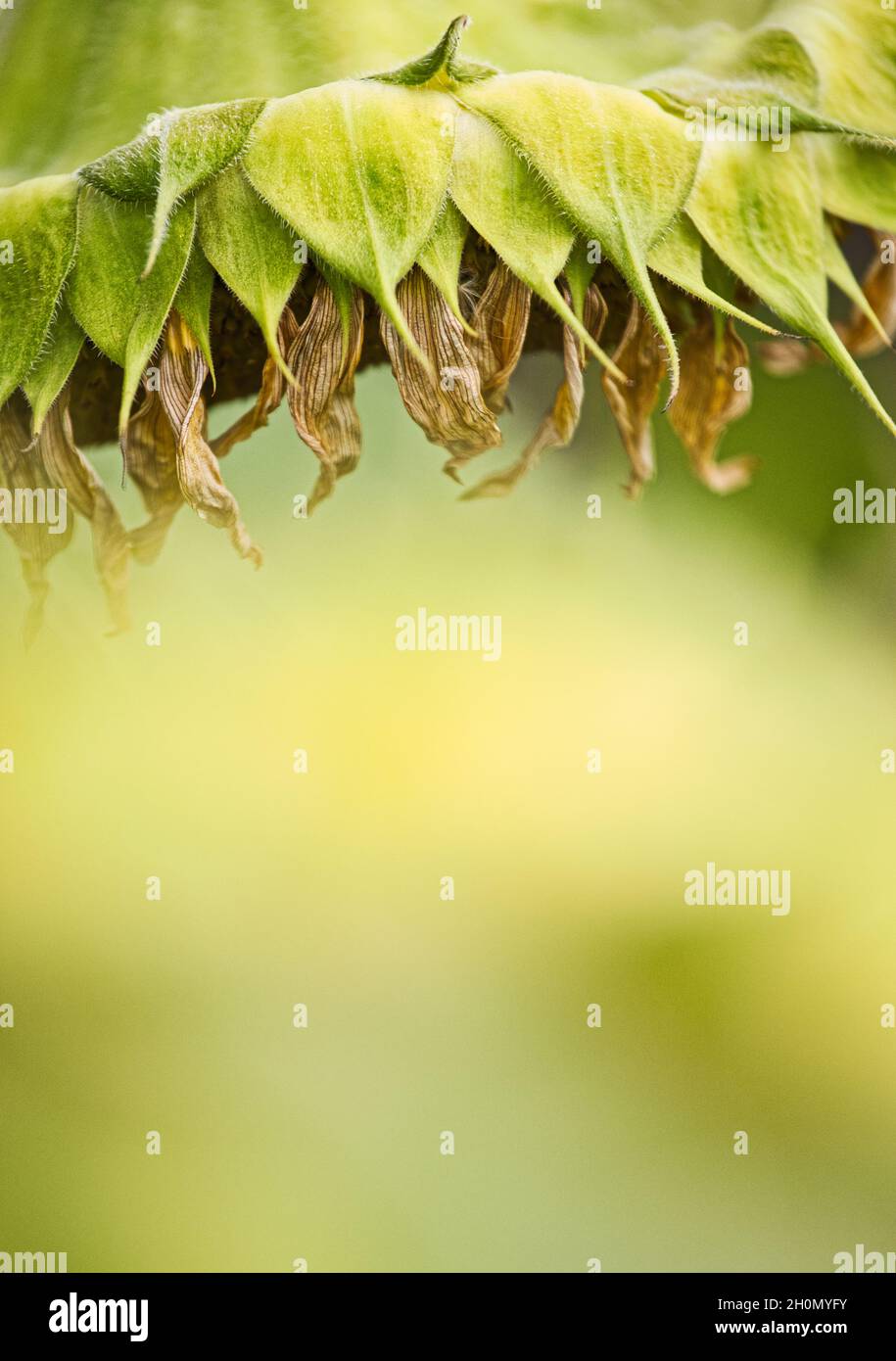 Drooping sunflower hi-res stock photography and images - Alamy