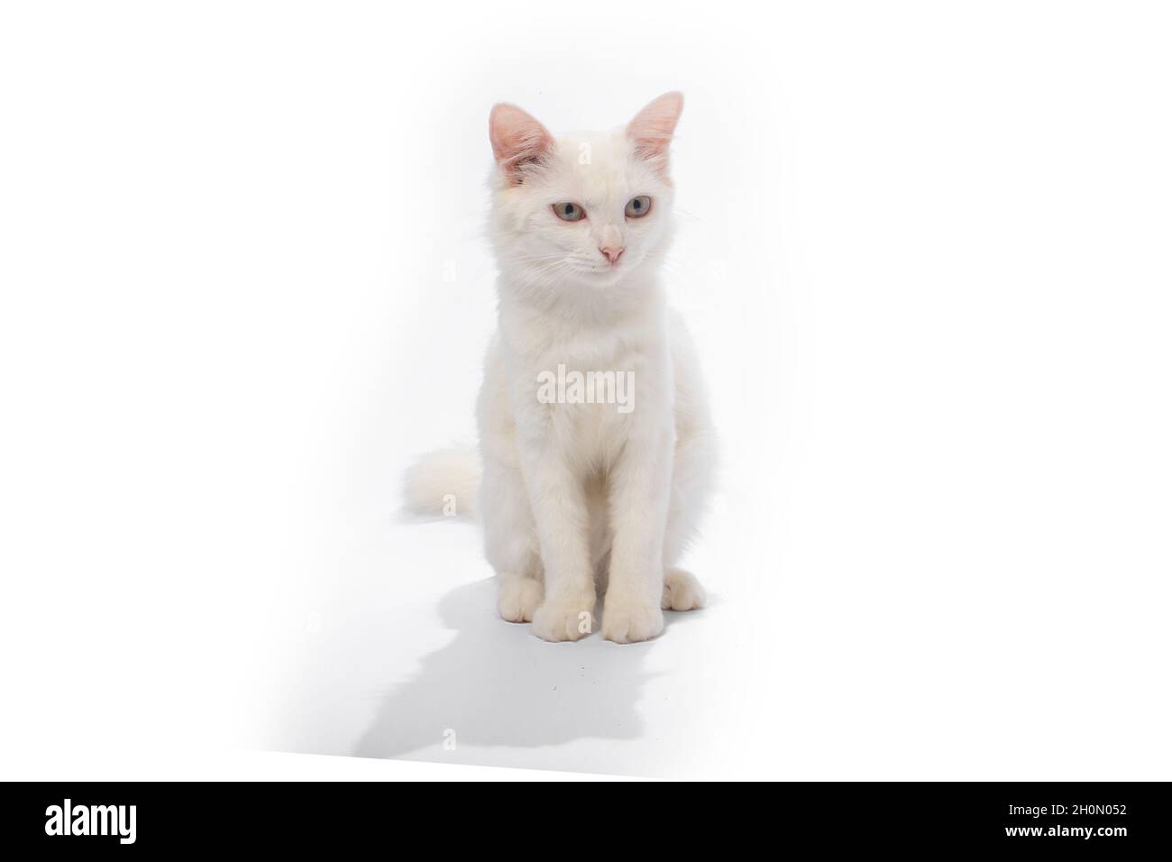 Cute house with cat Cut Out Stock Images & Pictures - Alamy