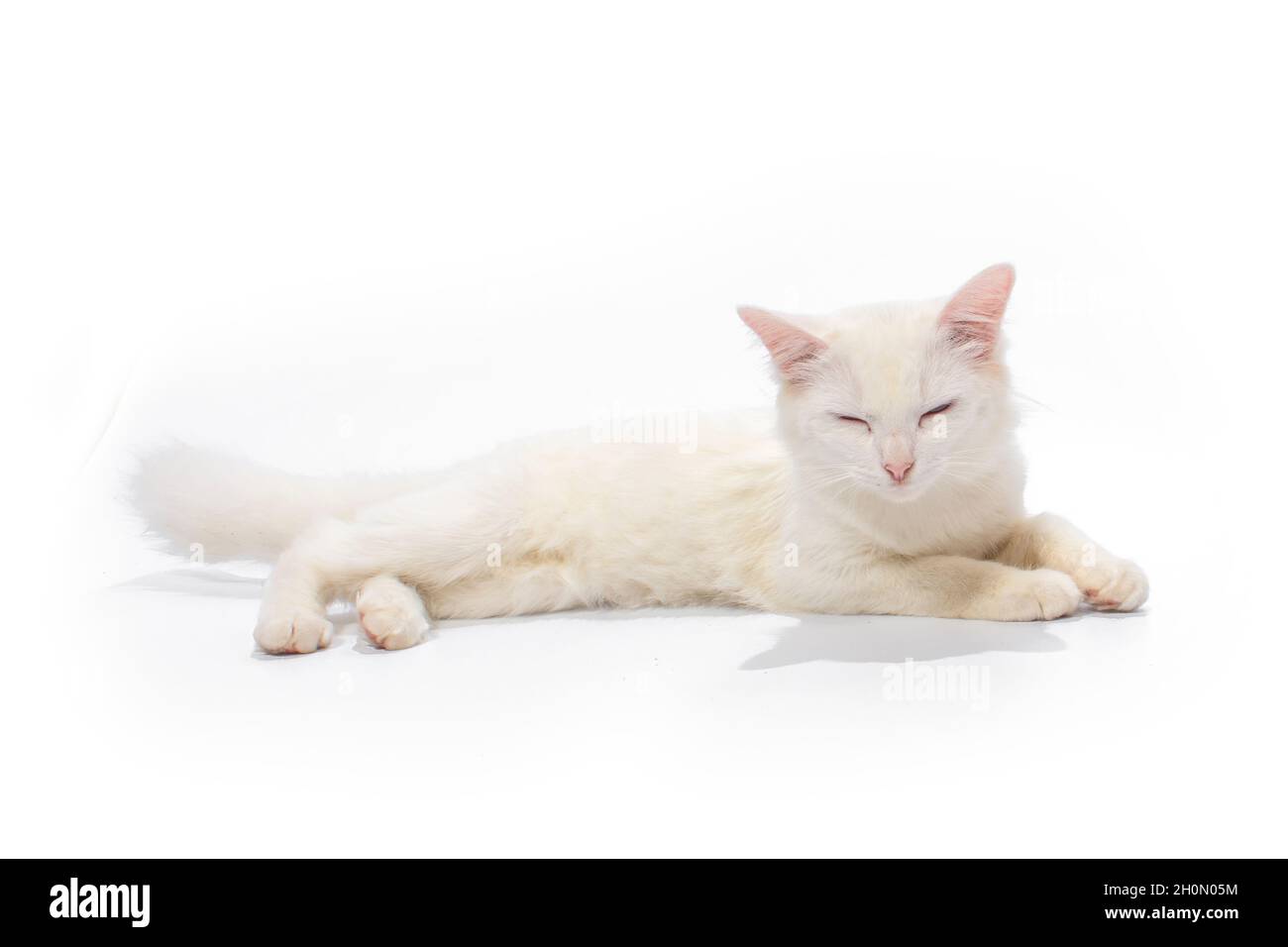 Cute house with cat Cut Out Stock Images & Pictures - Alamy