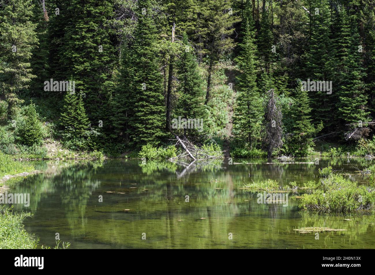 Scenic view of a swamp surrounded by pine trees Stock Photo - Alamy