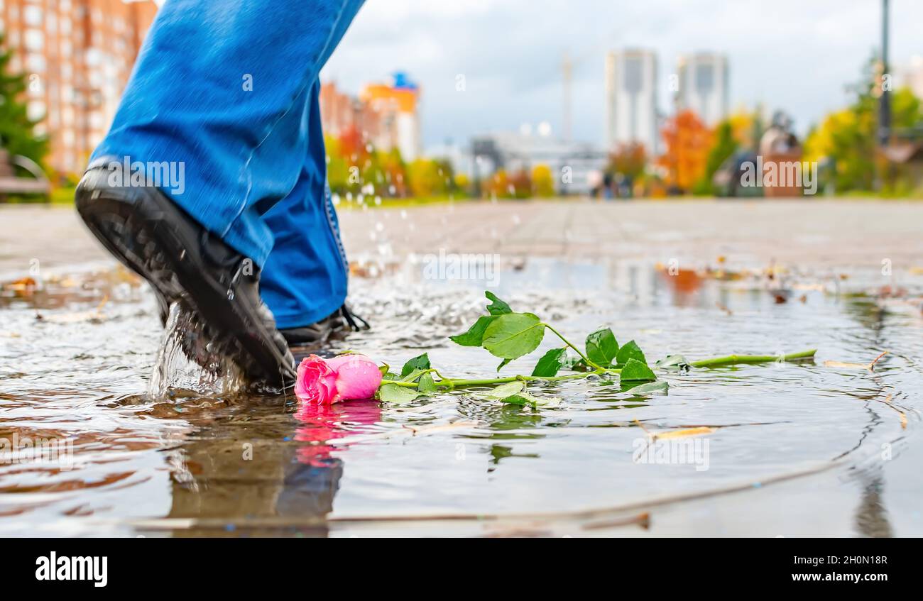 a fallen rose flower lies in a puddle among splashes of water against ...