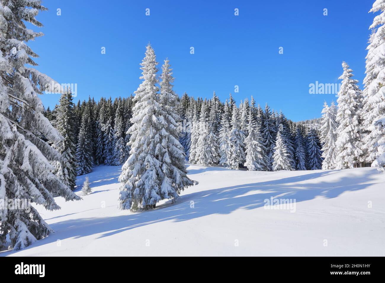 Beautiful landscape on the cold winter morning. Pine trees in the ...
