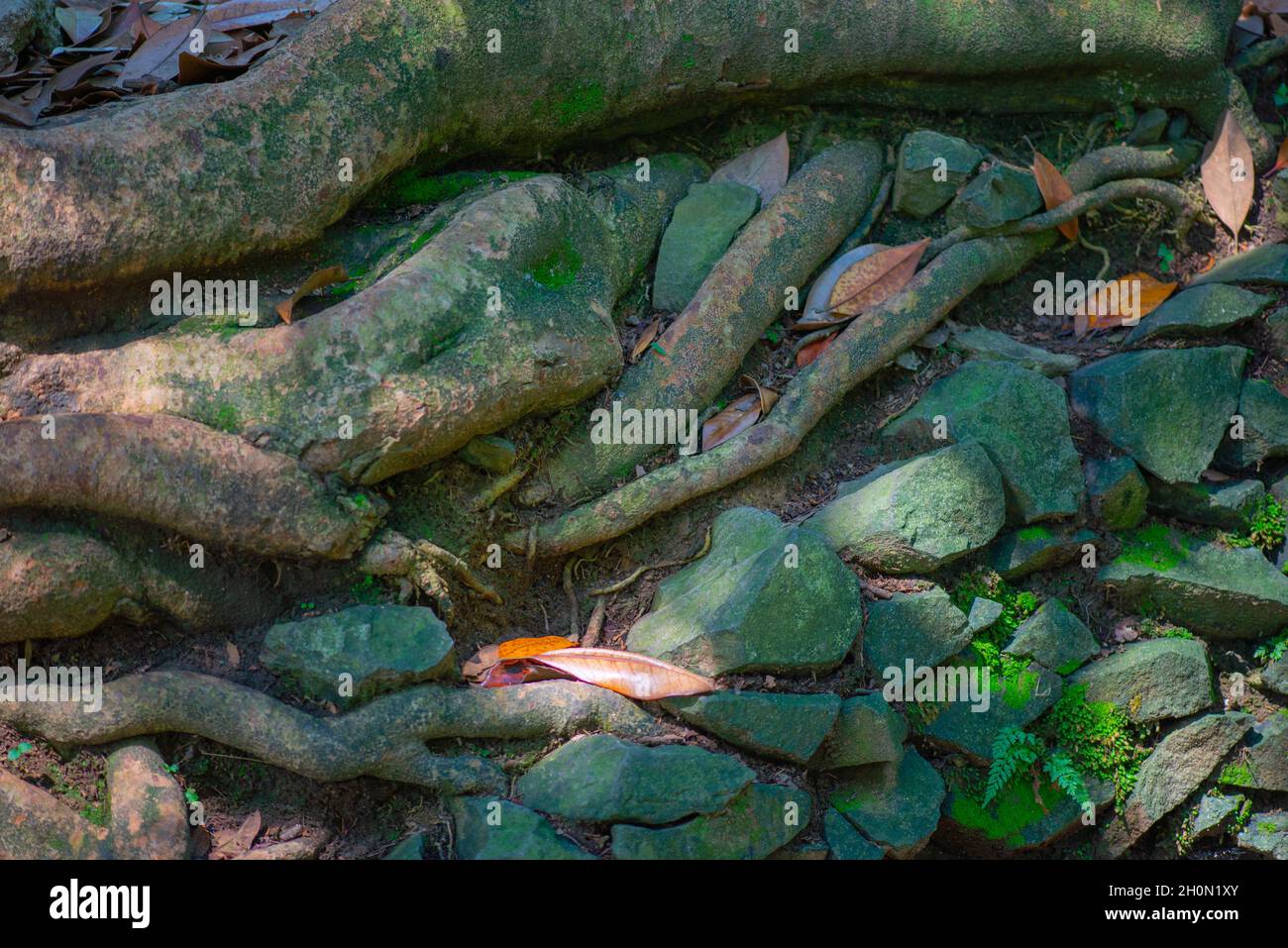 beautiful tree roots in the botanical garden of batumi Stock Photo - Alamy