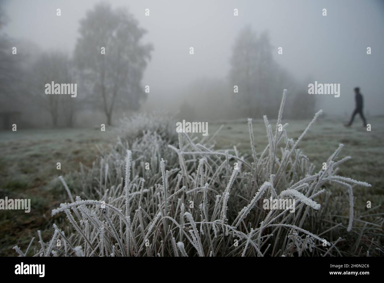Freezing rain on the meadow, ice rain, frozen grass Stock Photo - Alamy