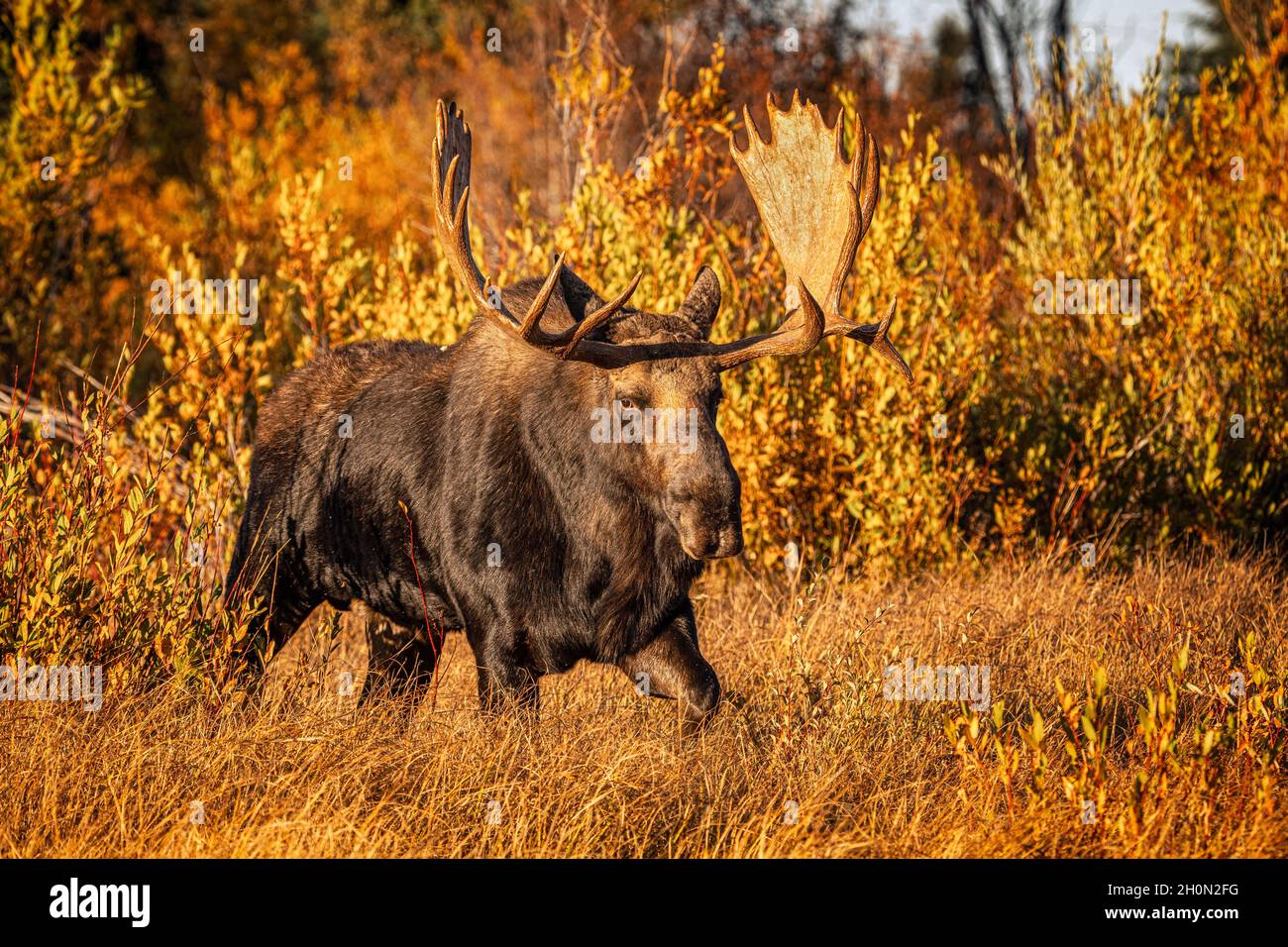 Trophy shiras moose hi-res stock photography and images - Alamy