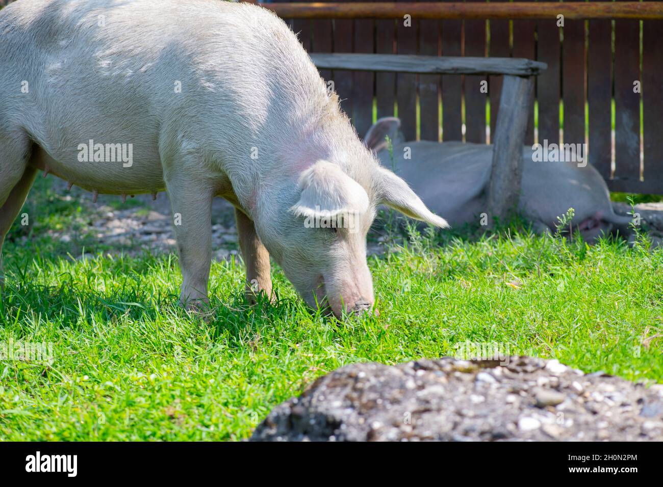 Piglet field pink white outside hi-res stock photography and images - Alamy