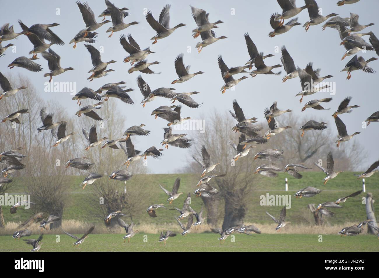 Wildgänse im Flug Stock Photo - Alamy
