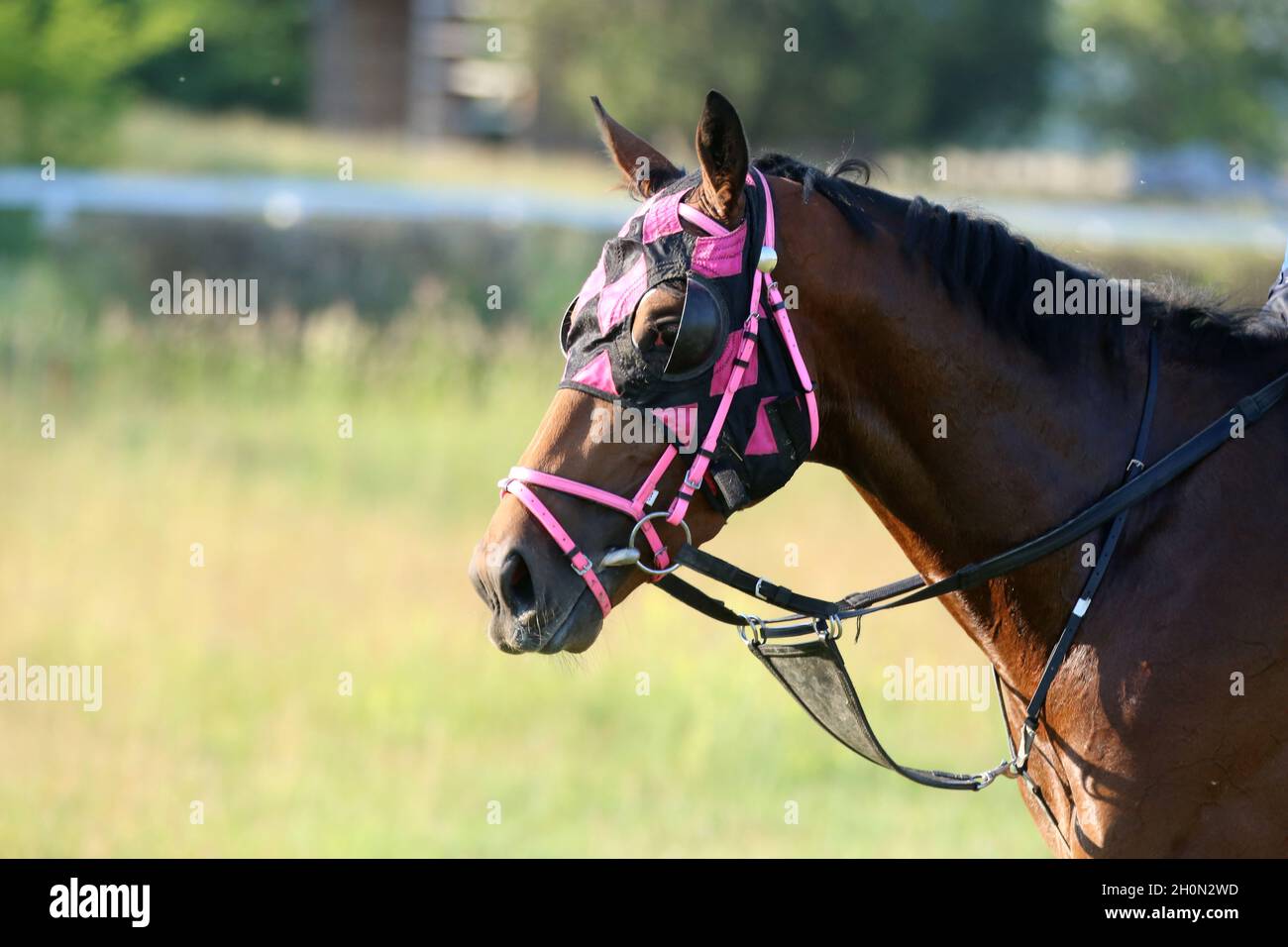 Head shot closeup portrait of a young racehorse under saddle during ...
