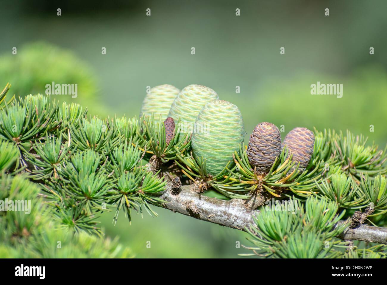 Blue Atlas Cedar (Cedrus Atlantica) cones Stock Photo - Alamy
