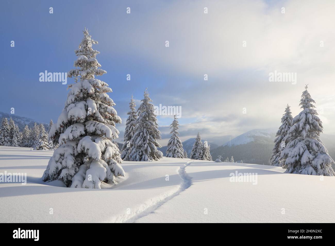 Winter landscape with fair trees, mountains and the lawn covered by ...