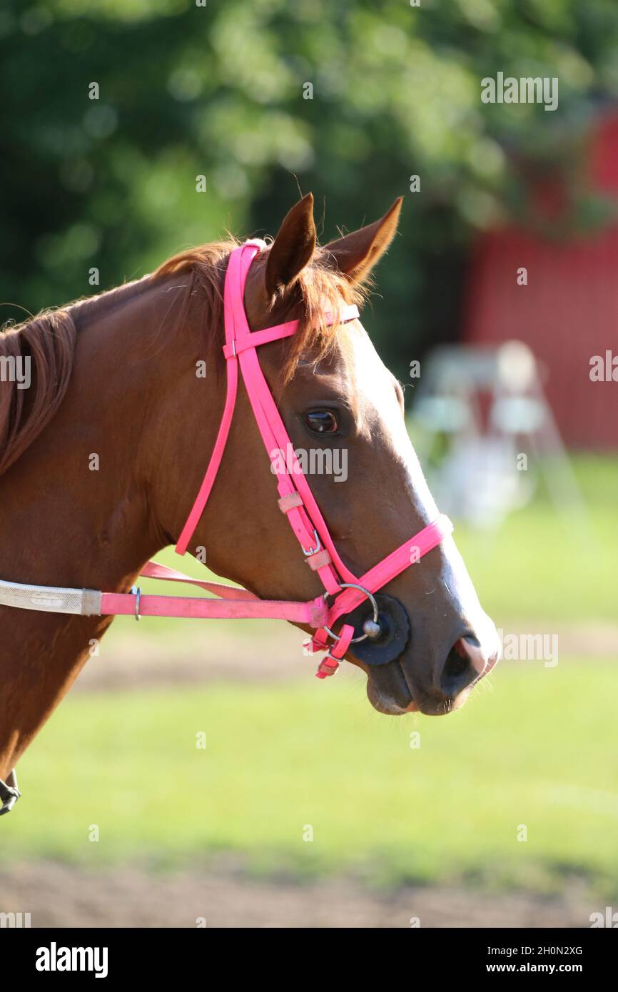 Head shot closeup portrait of a young racehorse under saddle during ...