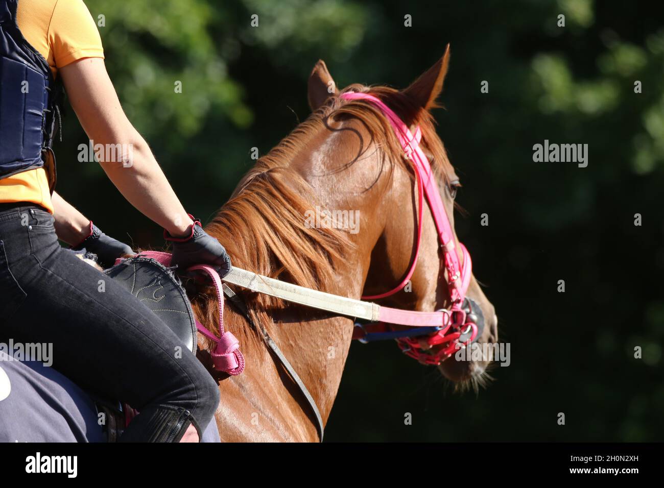 Head shot closeup portrait of a young racehorse under saddle during ...